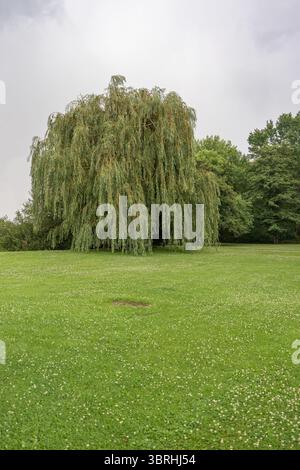 A tranquil park landscape framed by tall trees leads to an open field ...