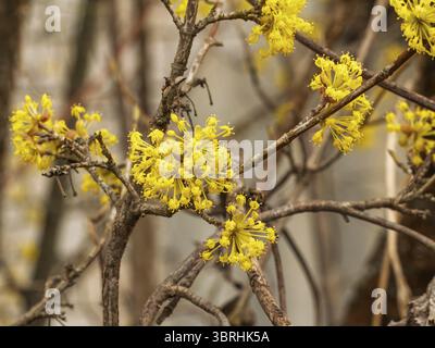 Cornel tree during early springtime in blossom. Cornelian cherry ...