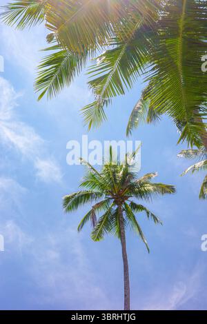 Palm tree with sun flare against blue sky. Tropical summer background ...