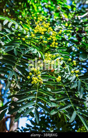 Cluster of ripening rowan berries, nature bokeh. High quality photo ...