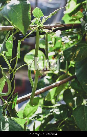Climbing French beans 'Blue Lake' growing up canes. South Yorkshire ...