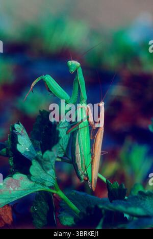 Praying Mantises, Mantis religiosa. Pair mating on stem Stock Photo - Alamy
