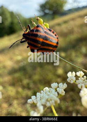 Graphosoma italicum also known as the striped bug and minstrel bug ...