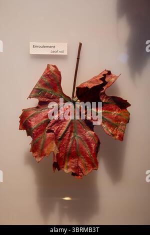 Example of grape leaves sickness or problems, Leaf roll grape plant ...
