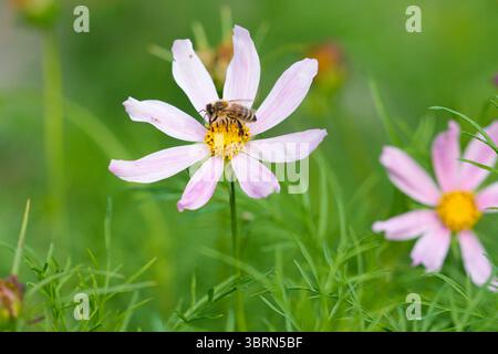 Bees are seen polinating flowers in a park in Warsaw, Poland on 13 July ...