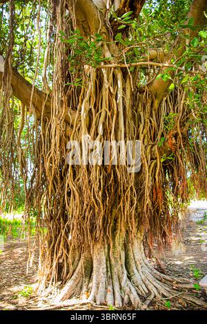 Tropical jungle ficus tree with long roots and spreading branches on ...