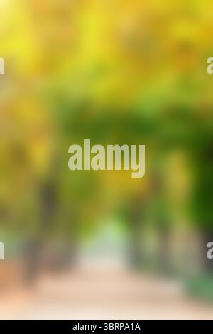 Bright autumn sunshine filtering through colourful trees on the steep ...