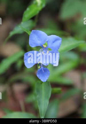 A blue Commelina flower in a garden Stock Photo - Alamy