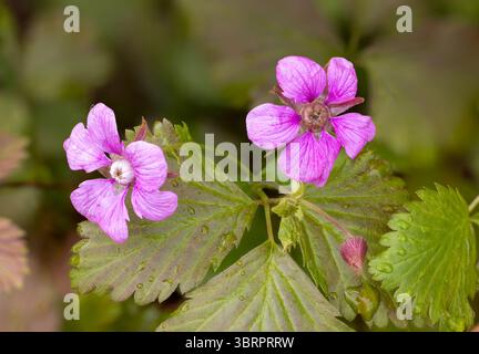 Arctic Raspberry (Rubus arcticus), flowering plants Stock Photo - Alamy