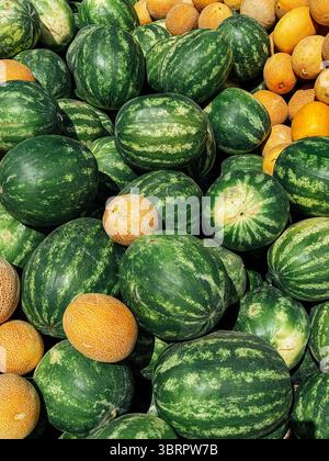 Lots of large sweet green watermelons uesd for background texture Stock ...