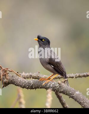 The myna bird perched on a tree branch Stock Photo - Alamy