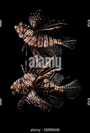 Two American Tiger Fish swim close together at the Tampa Bay Aquarium ...
