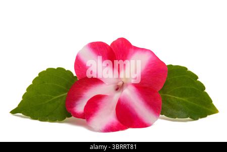 Busy lizzy flowers isolated on white background Stock Photo - Alamy