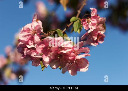 Malus halliana beautiful blossoming fruit tree an apple-tree in the ...