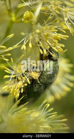 Metallic, shiny green copper beetle - Protaetia cuprea close up on ...