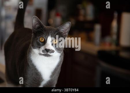 Cat stares intently. Yellow gray and white colored cat looking ...