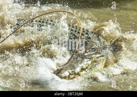 Saltwater and Freshwater Crocodiles (Crocodylus porosus) in the Wild ...