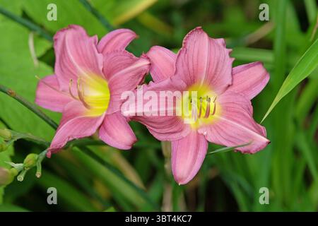 Purple Hemerocallis daylily ‘Meadow Sprite’ in flower Stock Photo - Alamy