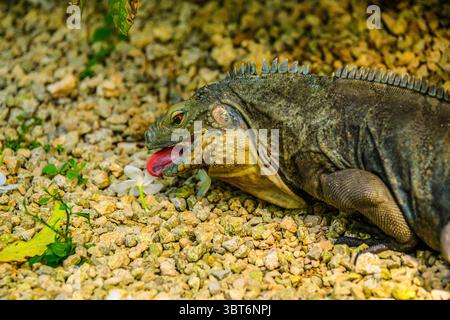 Blue Iguana (Cyclura lewisi), Queen Elizabeth II Botanical Park, Grand ...