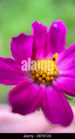 Macro texture background of showy pink swamp milkweed (Asclepias ...