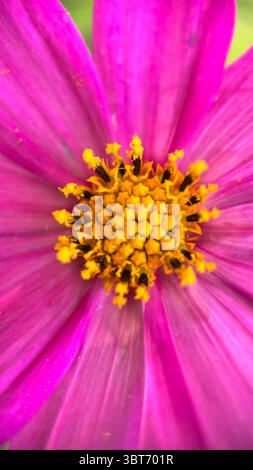 Macro texture background of showy pink swamp milkweed (Asclepias ...