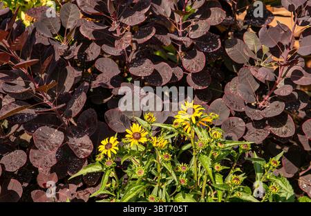 Deep yellow daisy or rudbeckia and foliage in garden setting Stock ...