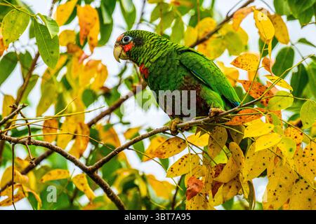 Grand Cayman Parrot (Amazona leucocephala caymanensis Stock Photo - Alamy