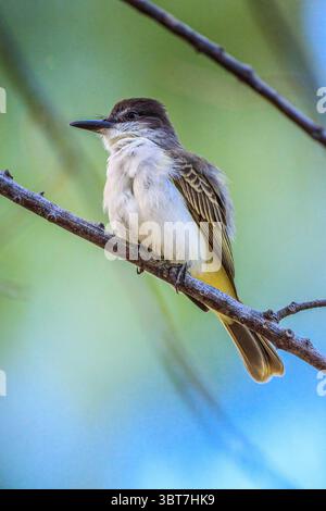 Loggerhead kingbird (Tyrannus caudifasciatus), George Town, Grand ...