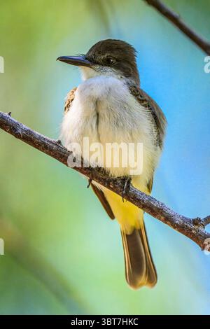 Loggerhead kingbird (Tyrannus caudifasciatus), George Town, Grand ...