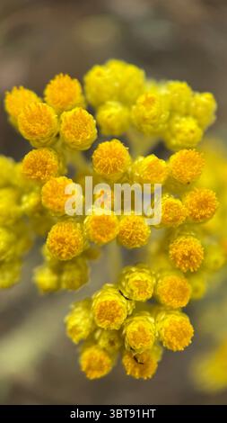 Field of dried yellow flowers of immortelle or everlasting (Helichrysum ...