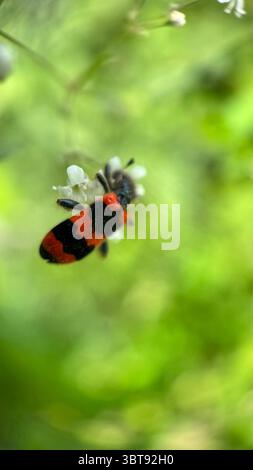 Closeup of the colorful red beewolf beetle, Trichodes apiarius from the ...