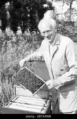 Beekeeper holds frame filled with bees honeycomb, using smoker to calm ...