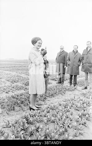 Red Tulip Rows Stretching Across Agricultural Flower Farm During Spring ...