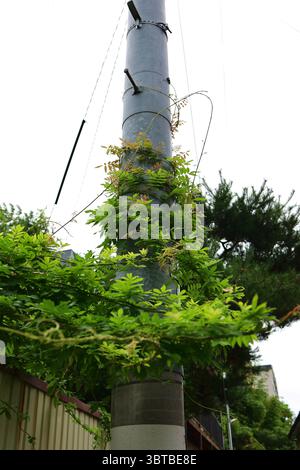July 15, 2025. Sendai, Miyagi Prefecture, Japan. Ivy growing on the ...