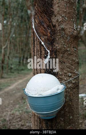 Ratax cup lump para rubber in cups waiting to be harvested Stock Photo ...
