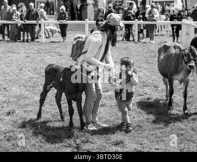 Stithians Show Cornwall July 2025 Stock Photo - Alamy
