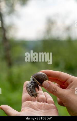 A macro of tiny forest snail on a green leaf captured through tree ...