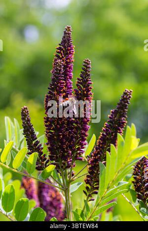Amorpha fruticosa shrub in bloom Stock Photo - Alamy