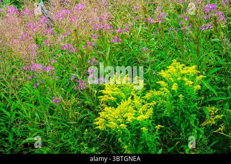 Goldenrod and fireweed, Perce, Quebec, Canada Stock Photo - Alamy