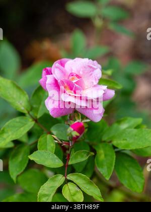 Rosa variety cultivated in a garden a Madrid Stock Photo - Alamy