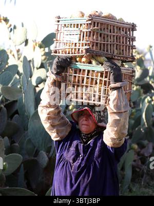 Prickly pears harvest in Egypt Workers harvest prickly pear fruit at a ...