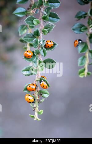 Group of 7-spot Ladybirds (Coccinella septempunctata) overwintering on ...