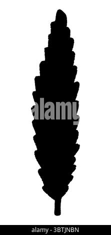 Cypress silhouette. Mediterranean Cypress trees silhouette isolated on ...