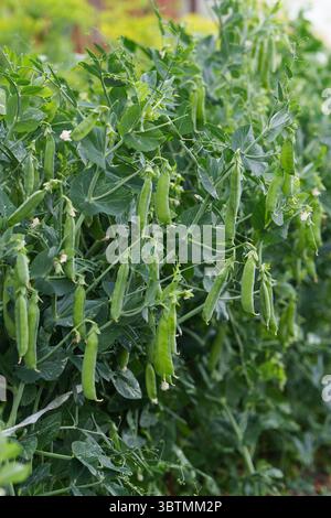 A large field of green peas. Growing green peas on an industrial scale ...