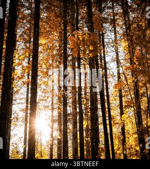 Sunlight streaming through dense forest canopy in Dorset woodland Stock ...