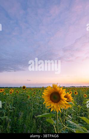 Blooming sunflowers on evening field at back sunset Stock Photo - Alamy