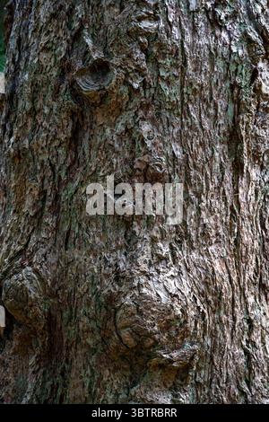 common Douglas-fir (Pseudotsuga menziesii), Plantae, Capital, BC, CA ...