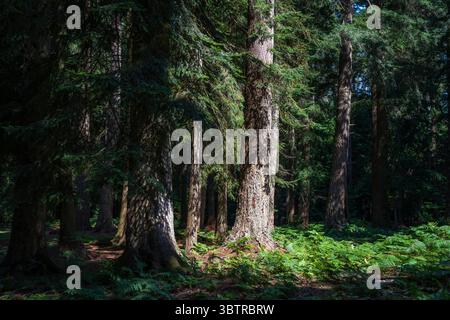 common Douglas-fir (Pseudotsuga menziesii Stock Photo - Alamy