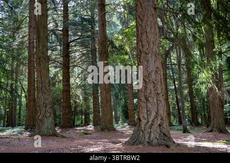 New Forest ancient woodland Hampshire Stock Photo - Alamy