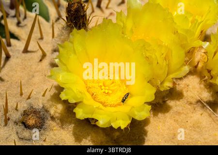 Bisnaga Cactus at the Turritelas National Park, a paleontologic park ...